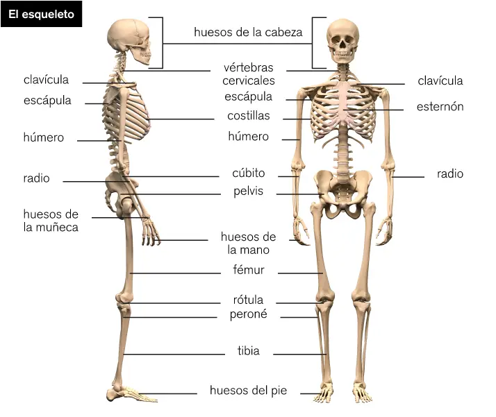 Huesos Del Tren Superior E Inferior: Anatomía Y Funciones – IFE